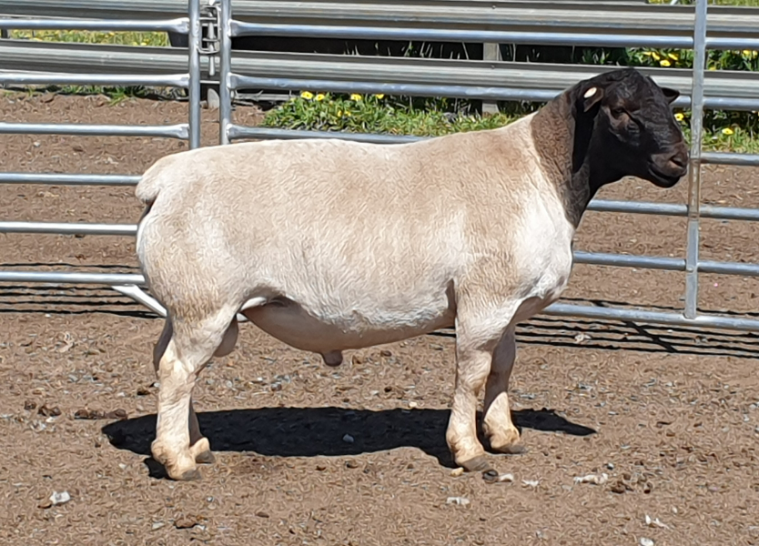 Lot 1 - KAYA 210118 | AuctionsPlus