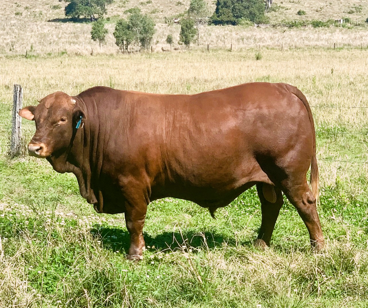 Lot 19 - Greenhills GRH210003 | AuctionsPlus
