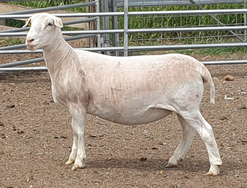 Lot 186 - SUNDRIDGE 210093 | AuctionsPlus