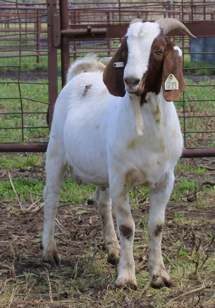 Lot 101 - Tag No - 1833 | AuctionsPlus