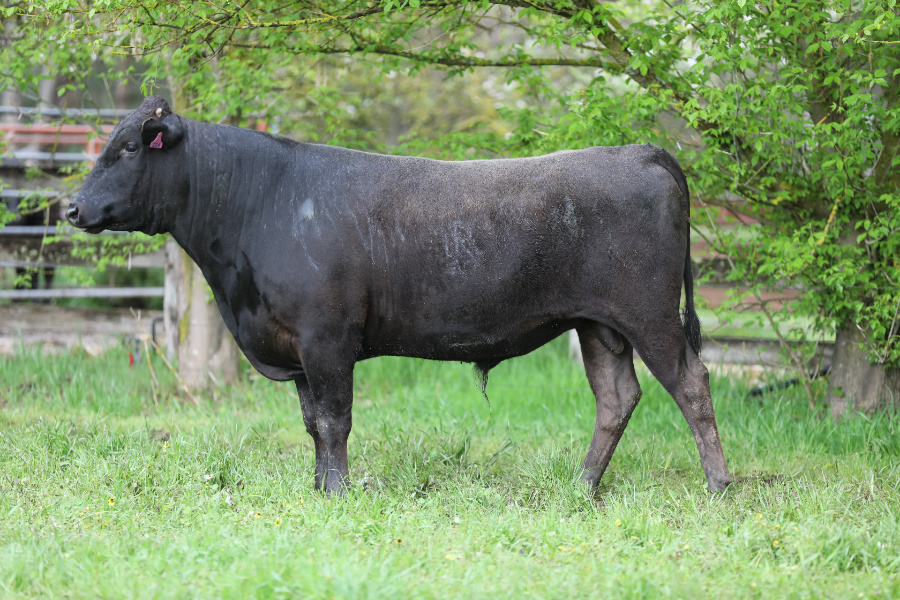 Lot 45 - MOYHU R214 (AI) | AuctionsPlus