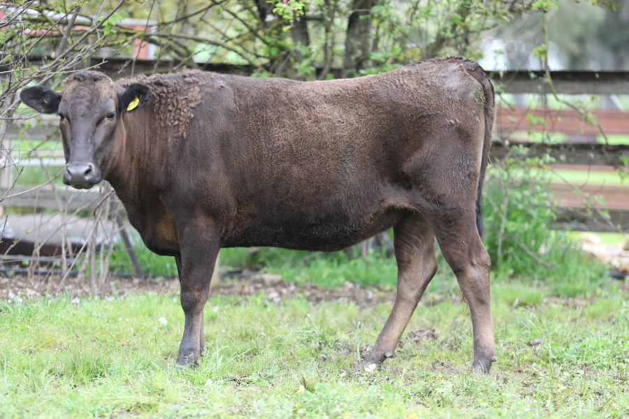 Lot 8 - MOYHU S032 | AuctionsPlus