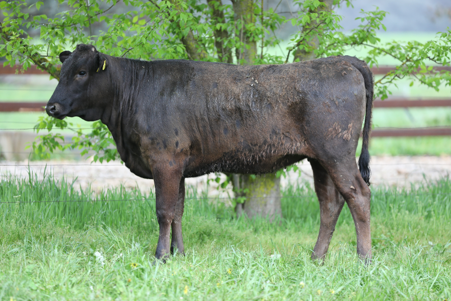 Lot 29 - MOYHU S0210 | AuctionsPlus