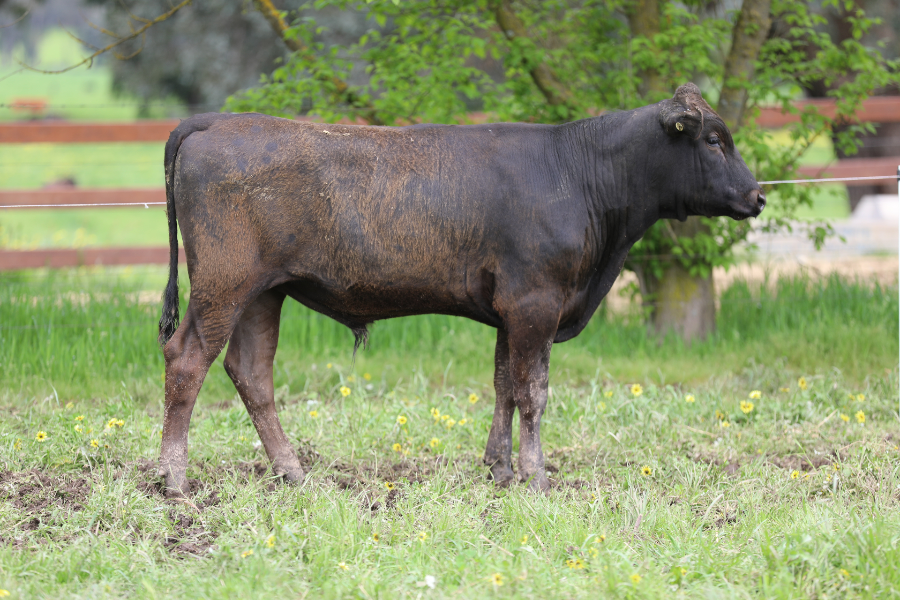 Lot 74 - MOYHU S0267 | AuctionsPlus