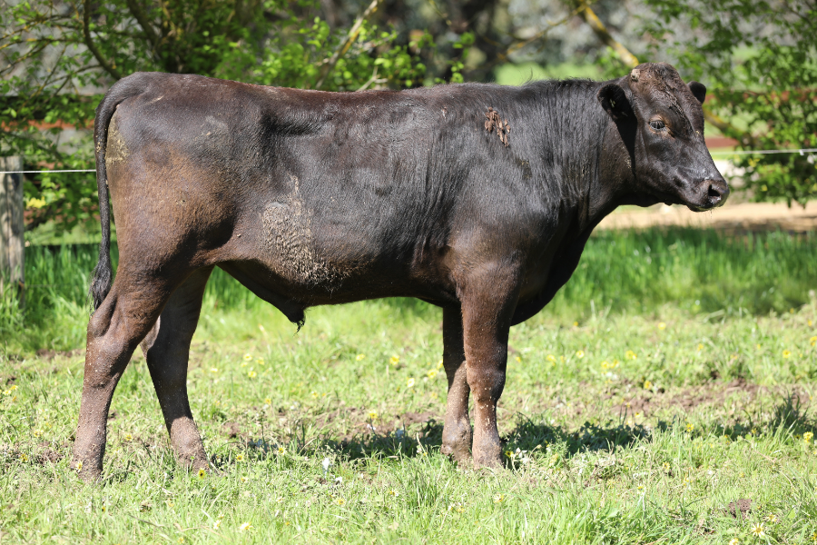 Lot 84 - MOYHU S0411 | AuctionsPlus