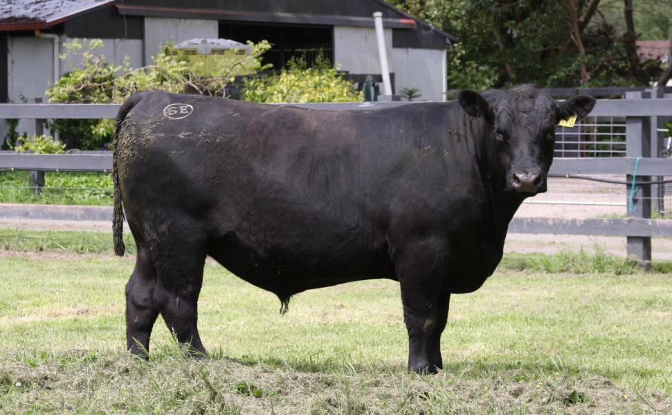 SHRUBLANDS ESTATE ANGUS BULL SALE - Auction 402 | AuctionsPlus