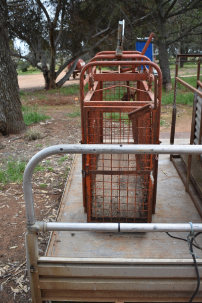 Lot 119 - Sheep scales | AuctionsPlus