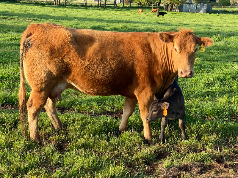 Lot 11 - HUNTLEY VIEW POLLY (P) (PF) | AuctionsPlus