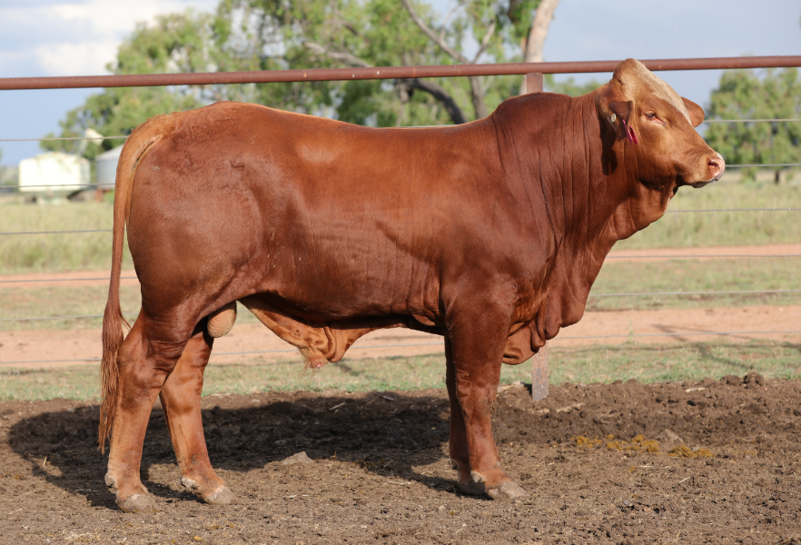 LOT 19 - BENDEMEER S1255 | AuctionsPlus