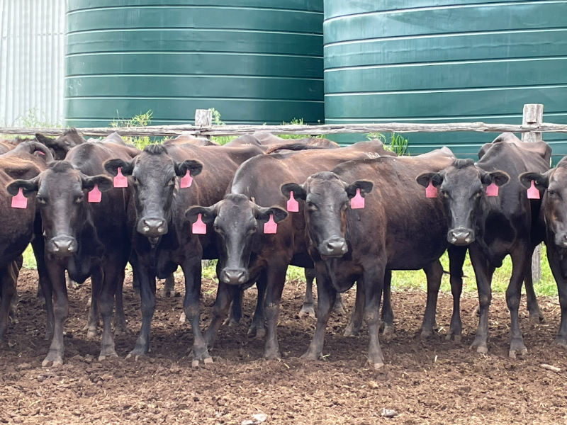 Lot 160 - 28 X PTIC Fullblood Wagyu Cows - 3D Genetics 'M' cows ...