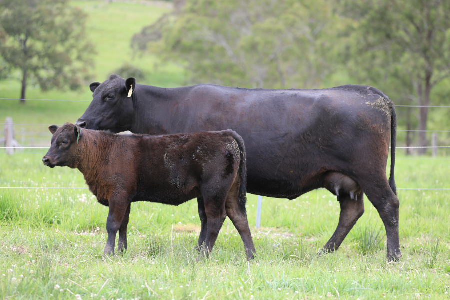Lot 9 - MILLAH MURRAH BRENDA L277 | AuctionsPlus