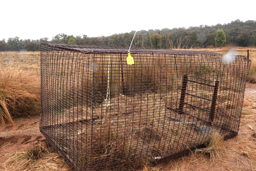 Lot 73 - Pig trap | AuctionsPlus