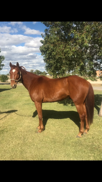 Lot 5 - CROWN M REDWOOD | AuctionsPlus