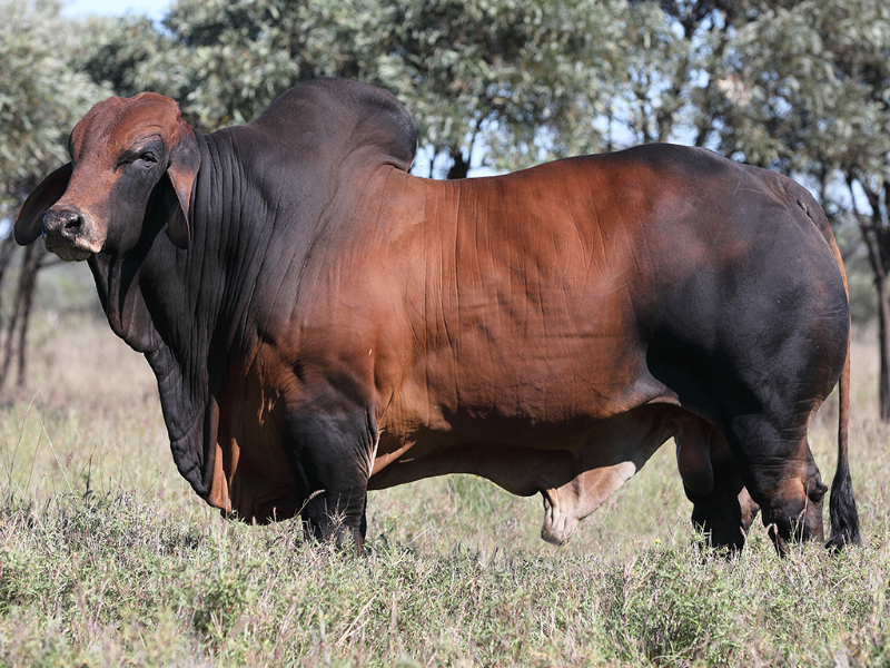 BEEF COUNTRY BRAHMAN BULL SALE - Auction 266 | AuctionsPlus
