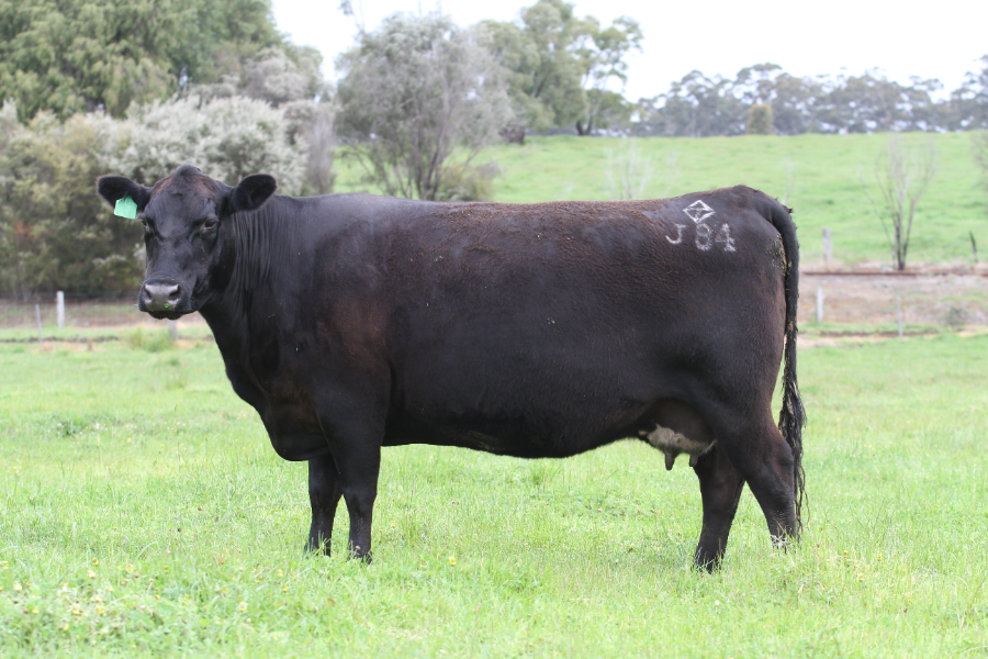 Lot 74 - DIAMOND TREE FORWARD J84 | AuctionsPlus