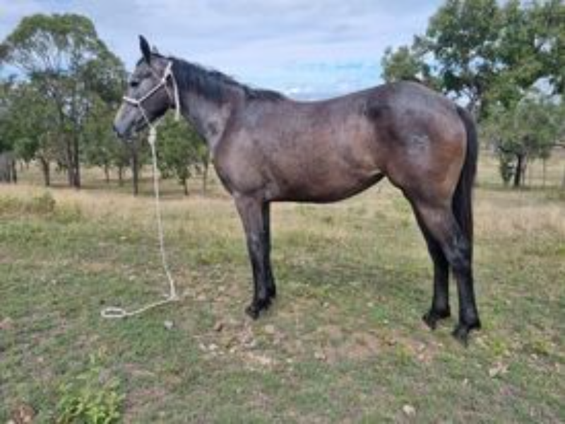 Lot 4 - VAPOUR SENSATION | AuctionsPlus