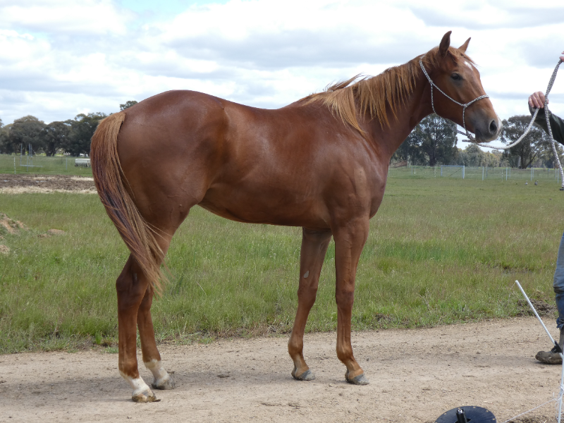 Lot 8 - SULLIVANS HERO | AuctionsPlus