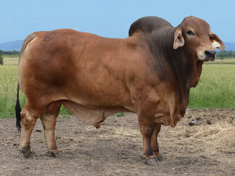 Lot 36 - HAZELTON RED ROVER 1179 | AuctionsPlus