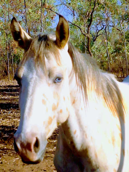Lot 20A - FOUR WINDS O FIRE - BREEDING SERVICE FEE x1 | AuctionsPlus