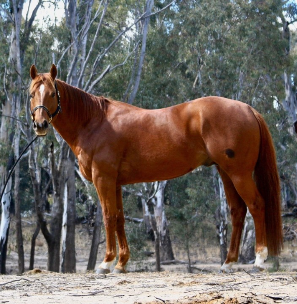 Lot 12B - VLR OUTBACK JESS (IMP) - BREEDING SERVICE FEE (AI) | AuctionsPlus