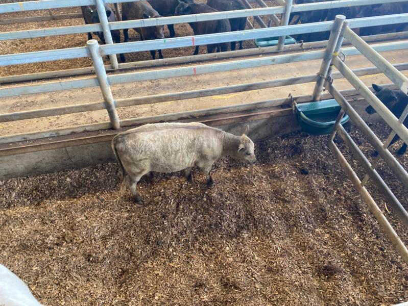 Pen 174 - 1 MURRAY GREY HEIFERS, 304.00kg avg (Total weight 304.00 kg ...