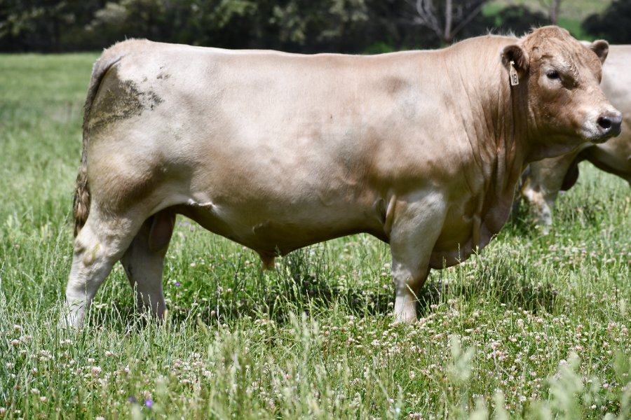 Ayr Park Murray Grey and Angus Private Treaty Bulls | AuctionsPlus