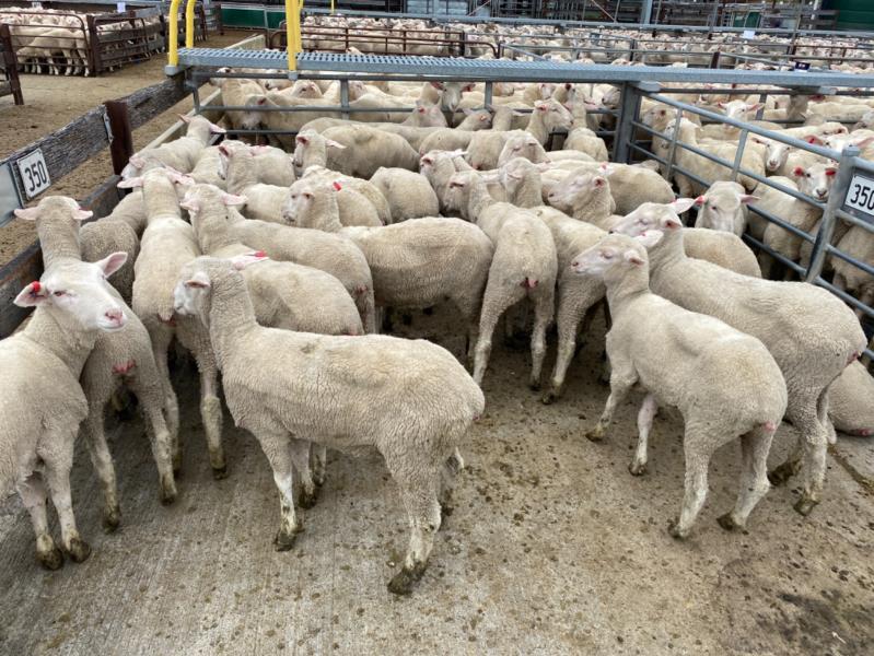 Pen 350 - 37 BORDER LEICESTER X EWES | AuctionsPlus