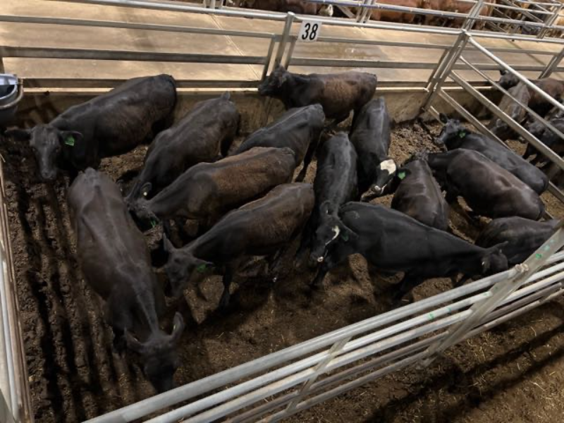 Pen 38N - 14 Angus X Angus Steers 290.4kg (Total 4065kg) | AuctionsPlus