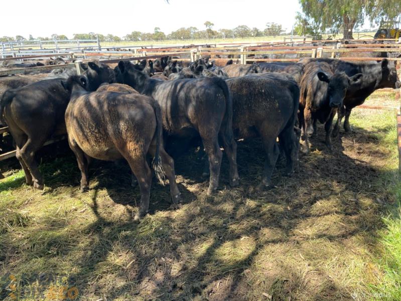 Pen 20 - 17 ANGUS X SIMMENTAL STEERS, 257.00kg avg | AuctionsPlus