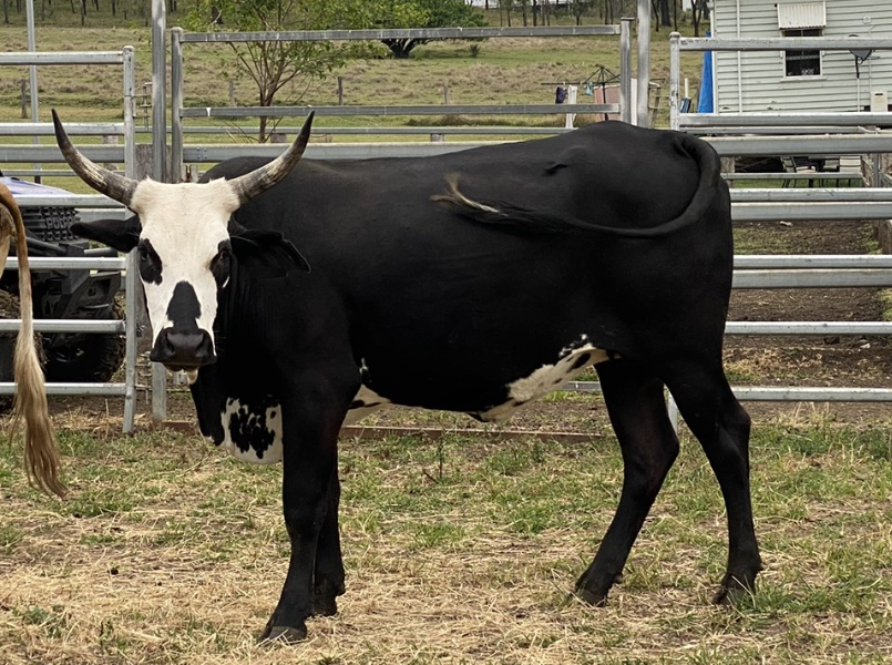 Lot 36 - Lot 36 | AuctionsPlus