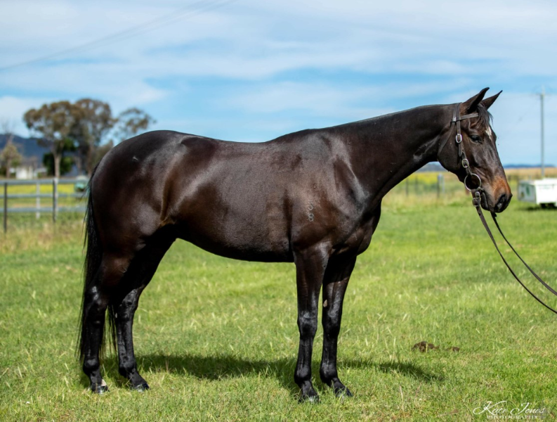 Lot 87 - NEIRBO NELSON | AuctionsPlus