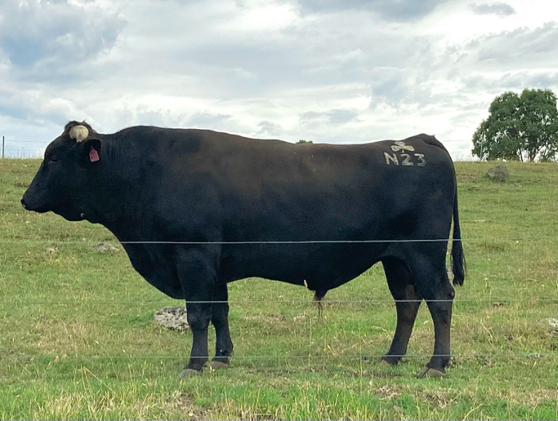 Lot 6 - Donor Sire AWA ID: LSHFN00023, Donor Dam ID: KSOFH0047 ...