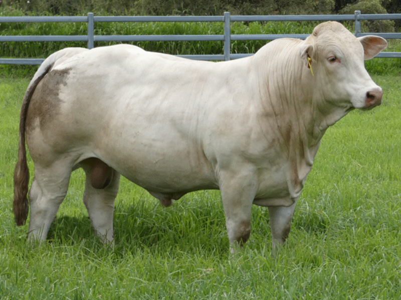 Lot 53 - Kandanga Valley Stewart | AuctionsPlus