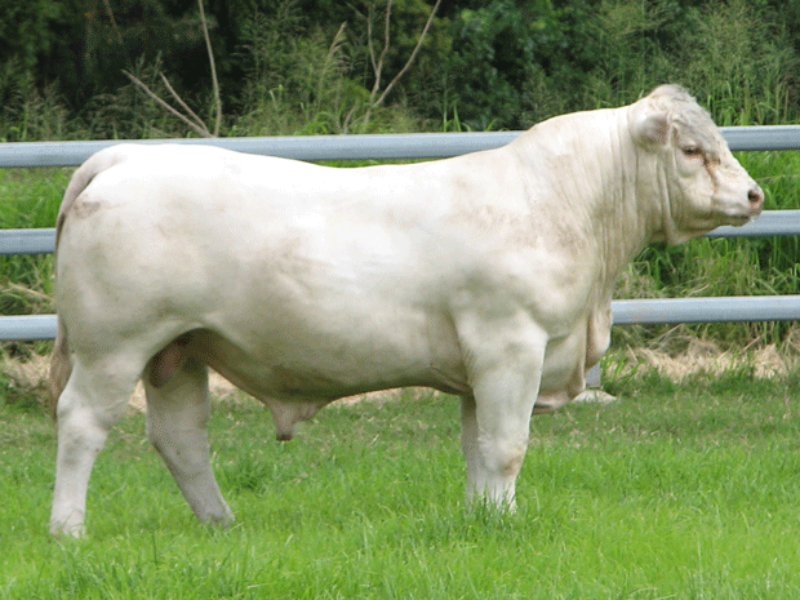 KANDANGA VALLEY SUMMER BULL SALE - Auction 453 | AuctionsPlus