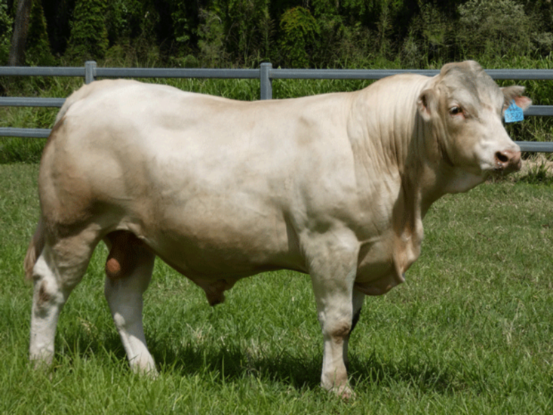 Lot 13 - Kandanga Valley Successor | AuctionsPlus