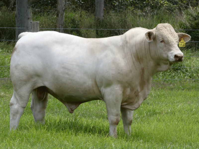 Lot 37 - Kandanga Valley Sebastian | AuctionsPlus