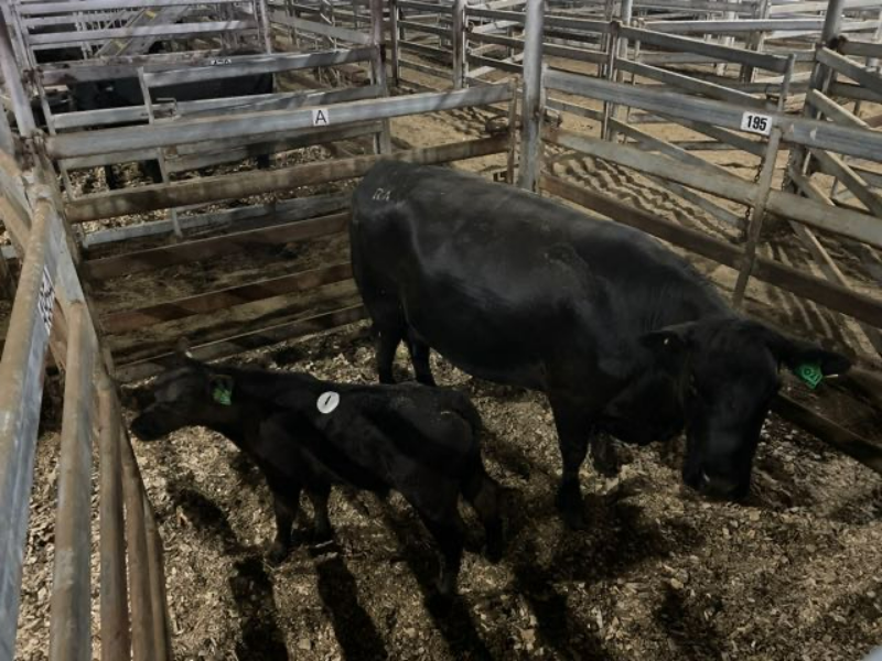 Lot 1 - ROSSANDER VICKY FLETCHER L021 | AuctionsPlus