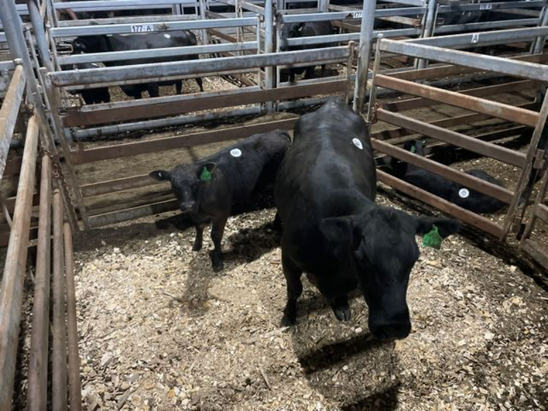 Lot 16 - ROSSANDER THELMA POWER P025 | AuctionsPlus