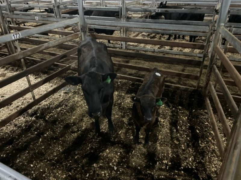 Lot 33 - ROSSANDER PETUNIA R051 | AuctionsPlus