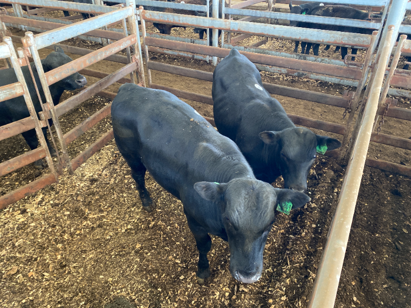 Lot 344 - TAG NO: VRRS249 | AuctionsPlus