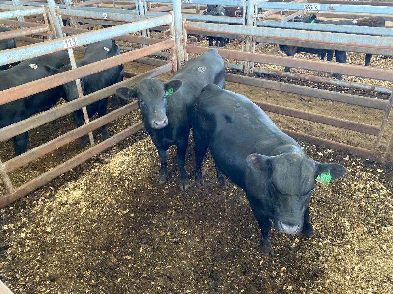 Lot 346 - TAG NO: VRRS259 | AuctionsPlus
