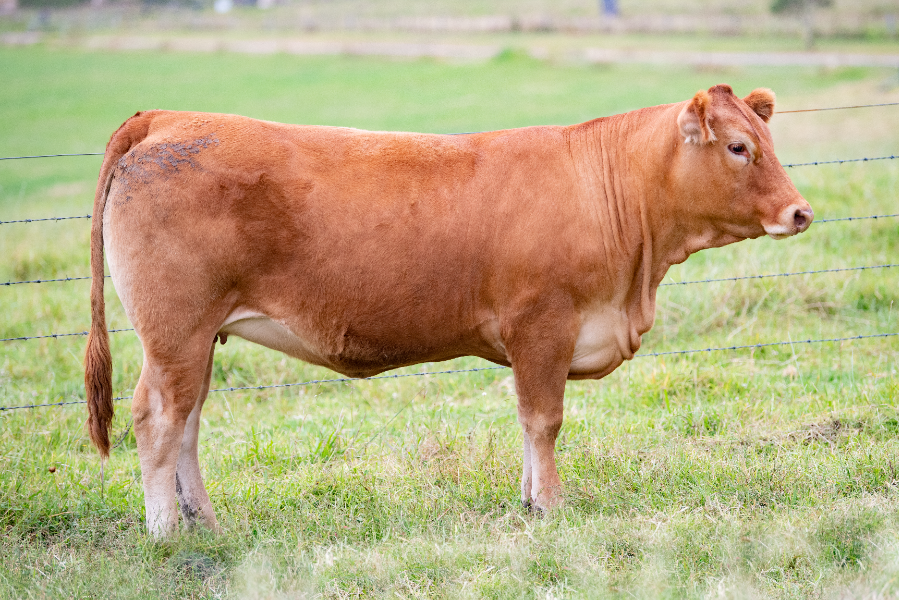 Lot 29 - RYRADAN PARK BUTTERNUT R6 (P) (PF) | AuctionsPlus