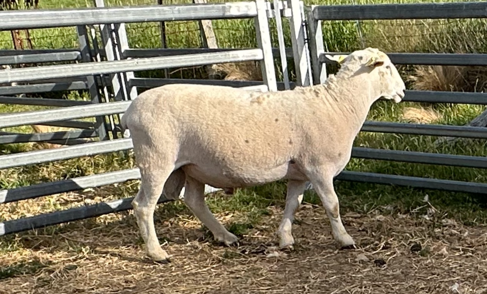 Lot 3 - Stud Ram Westmoreland Yellow 339 | AuctionsPlus
