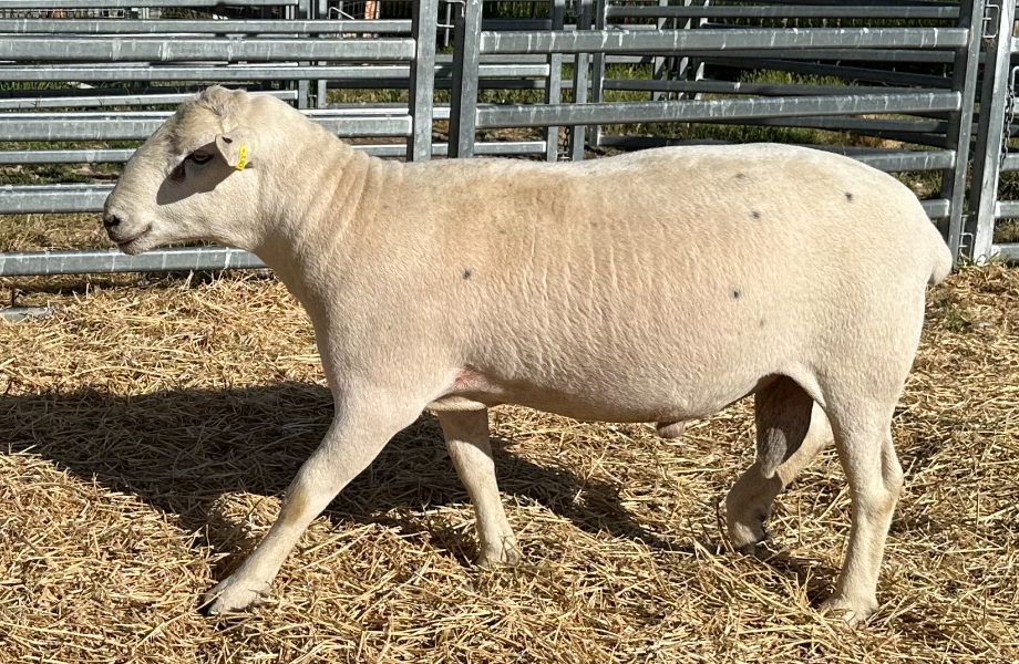 Lot 4 - Stud Ram Westmoreland Yellow 330 | AuctionsPlus