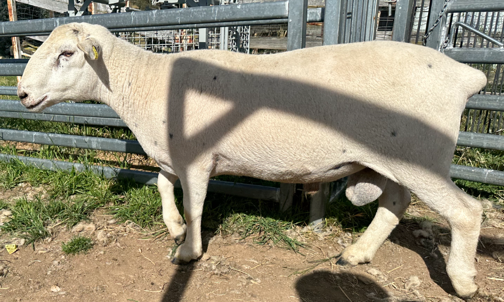 Lot 16 - Commercial Ram Westmoreland Yellow 334 | AuctionsPlus