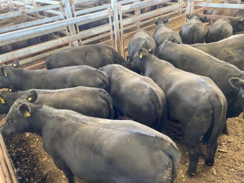 Pen 201-N - 12 Angus Weaner Heifers 344.2kg (Total 4130kg) | AuctionsPlus