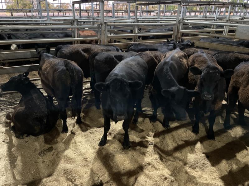 Pen 45 - 14 ANGUS STEERS, 372.14kg avg (Total weight 5210.00 kg ...