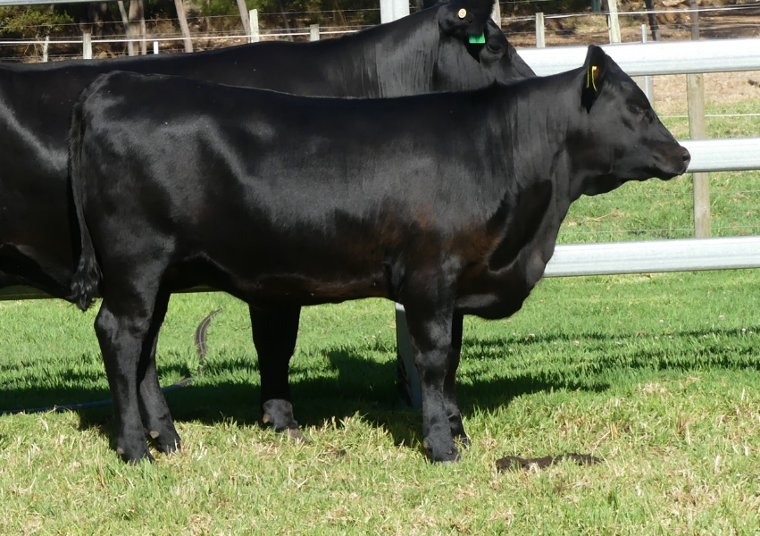 Lot 10A - MONTEREY VANILLA T97 | AuctionsPlus