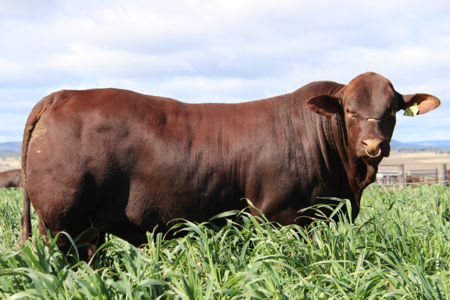 Lot 12 - 10 x Semen Straw Glenn Oaks Rubbel R36 NB. Price is per straw ...