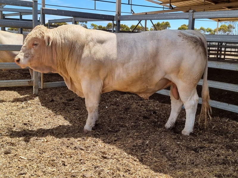 Lot 29 - QUICKSILVER SAMPSON (AI) (ET) (P) (R/F) | AuctionsPlus